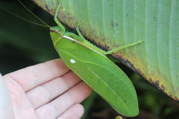 Giant Leaf Katydid | Project Noah