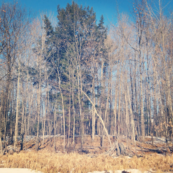 Canadian Hemlock | Project Noah