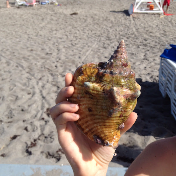 Milk Conch | Project Noah