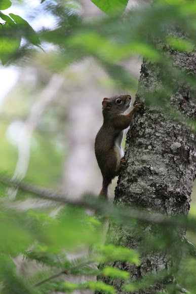 American Red Squirrel | Project Noah