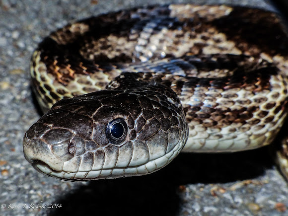 Gray ratsnake | Project Noah