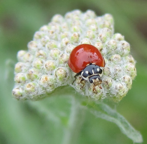 Spotless Ladybug | Project Noah