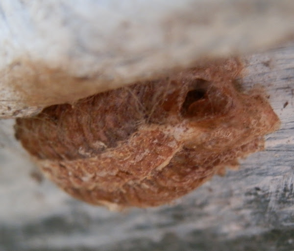 Mantis Ootheca | Project Noah