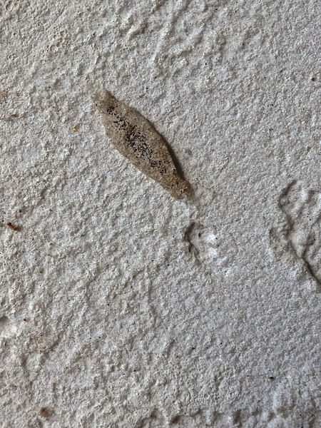 Moth Larva | Project Noah