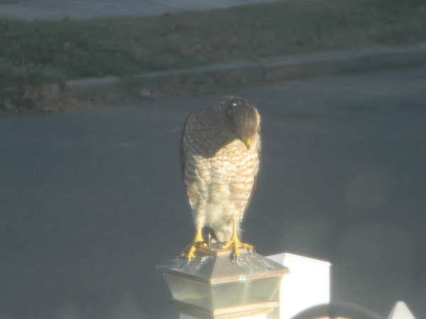 Cooper's Hawk | Project Noah