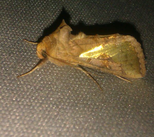 Golden Plusia | Project Noah