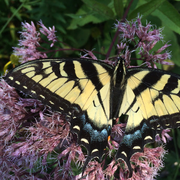 Eastern Tiger Swallowtail | Project Noah