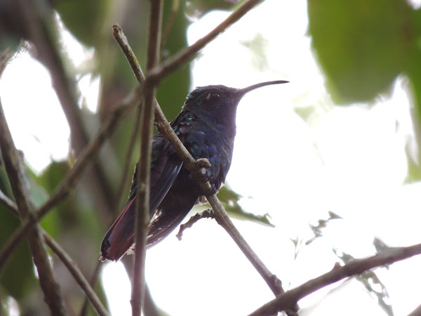 colibri | Project Noah