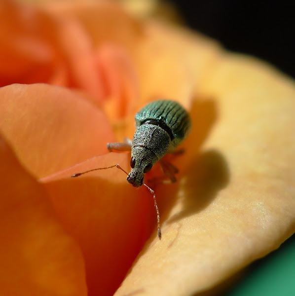 Green Weevil | Project Noah