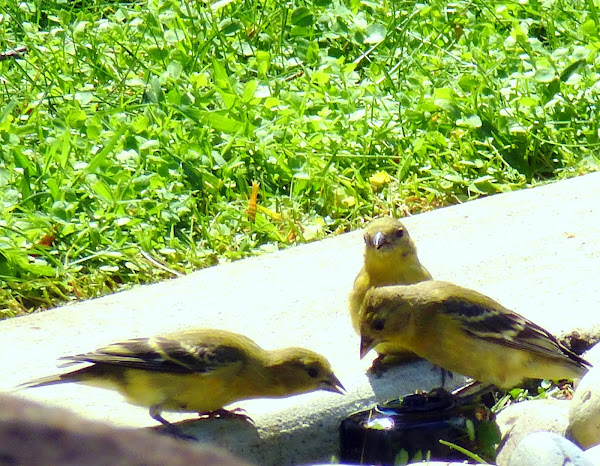 Lesser Gold Finch | Project Noah