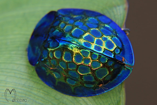 Imperial Tortoise Beetle | Project Noah