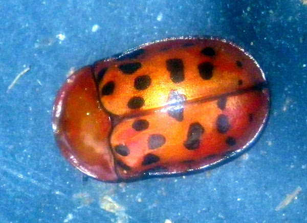 Spotted Tortoise Beetle | Project Noah