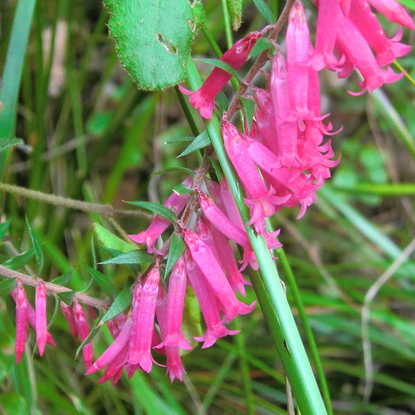 Pink Heath | Project Noah