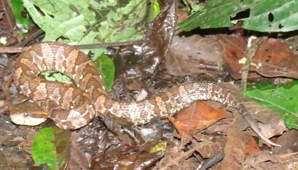 Mexican Jumping Viper | Project Noah