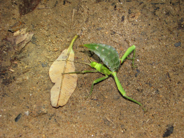 Jungle nymph (Stick insect) | Project Noah