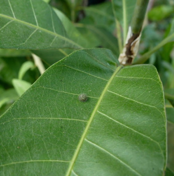 Common Baron Egg | Project Noah