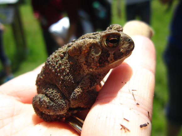 Eastern Toad | Project Noah