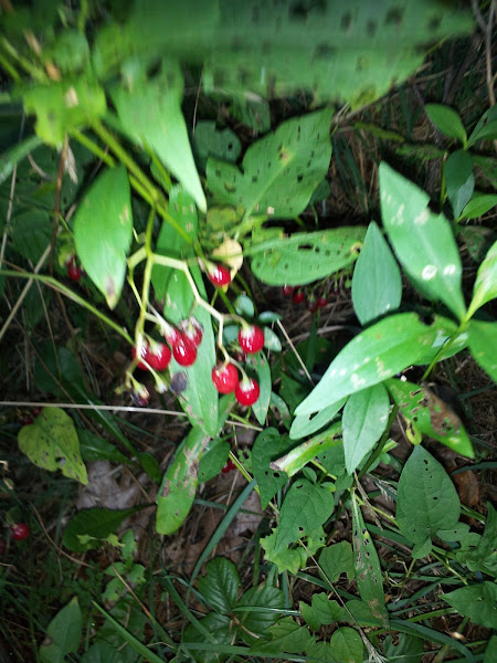 Climbing Nightshade | Project Noah