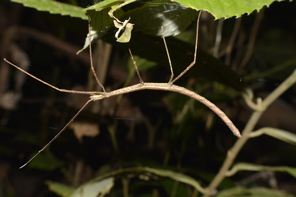 Stick Insect, Phasmid - Nymph | Project Noah