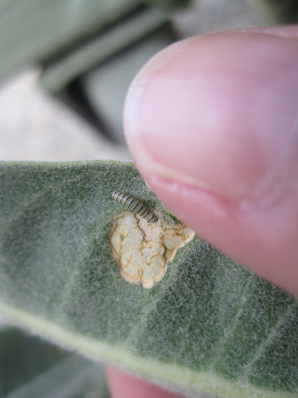 Monarch Butterfly - Larvae | Project Noah