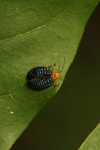 Net-winged Beetle | Project Noah