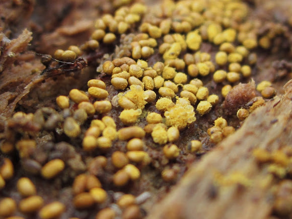 Trichia varia ripe | Project Noah