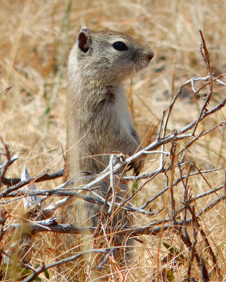 Belding's ground squirrel | Project Noah