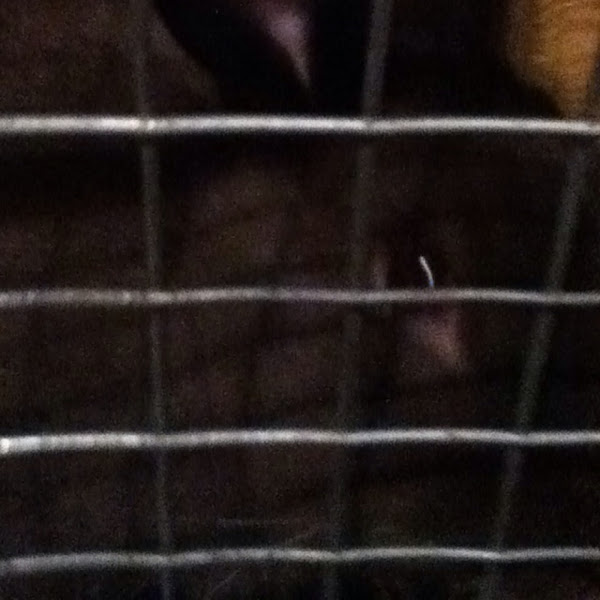 Dwarf rabbit | Project Noah