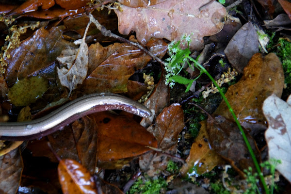 Anguis graeca (Ελληνικό Κονάκι) | Project Noah