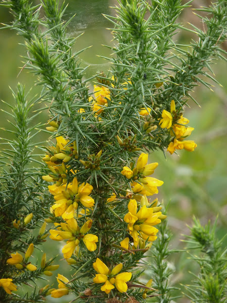 Gorse | Project Noah