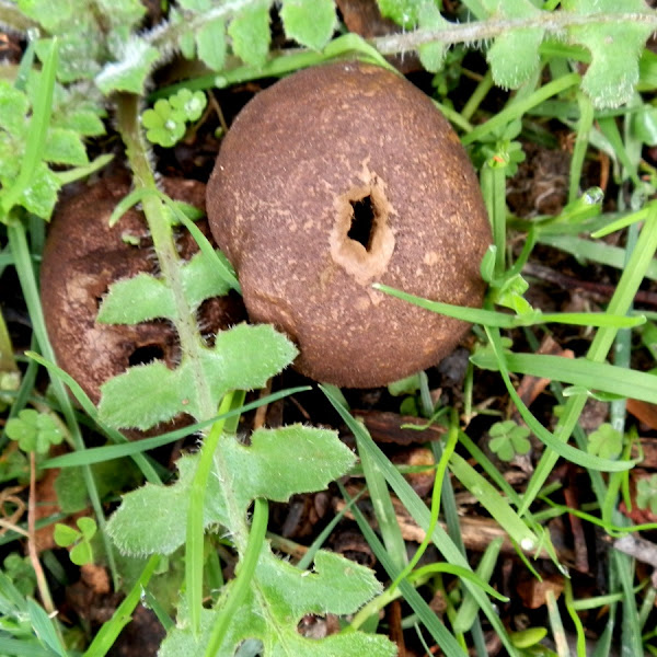 Scabrous Puffball | Project Noah