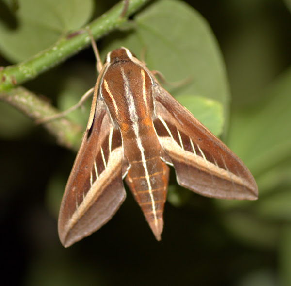 Brown Striped Hawk | Project Noah