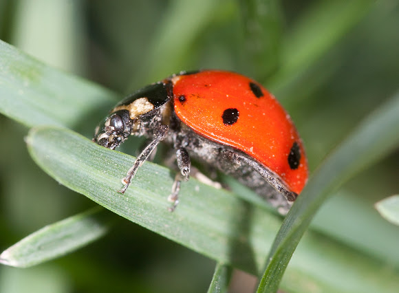 nine-spotted lady bug | Project Noah