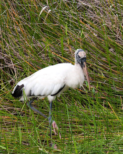 Wood Stork | Project Noah