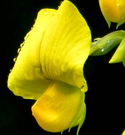 Yellow wild indigo | Project Noah