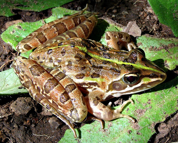 Common or Angola River Frog | Project Noah