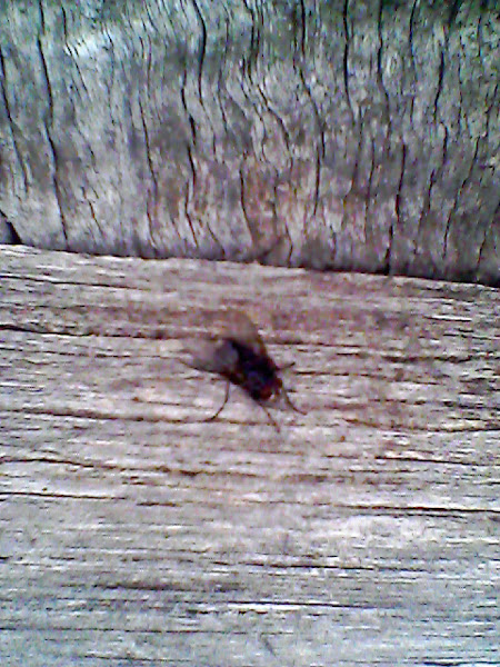 House Fly | Project Noah