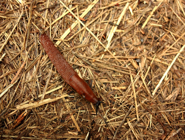 Red slug | Project Noah