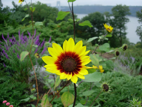 Girasol. Sunflower? | Project Noah