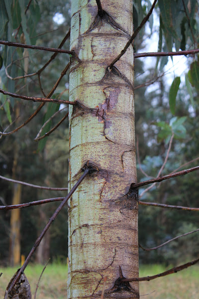 Eucalyptus | Project Noah