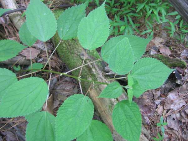 Wood Nettle | Project Noah