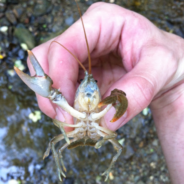 Spotting | Project Noah