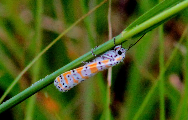 Rattlebox Moth | Project Noah