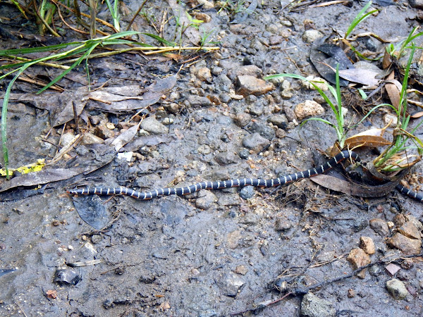 Spotting | Project Noah