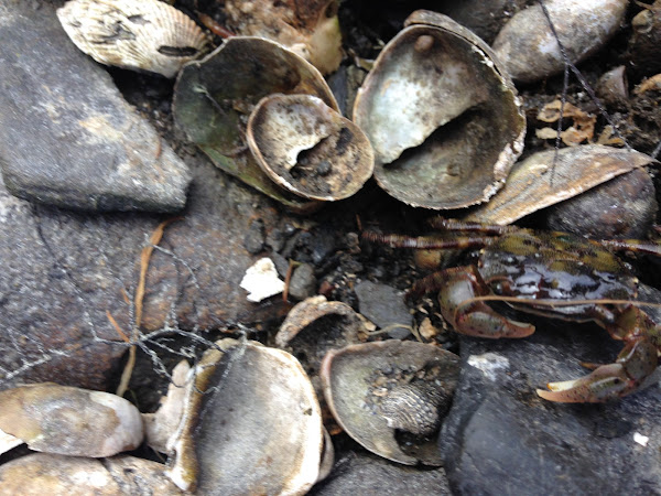 Asian Shore Crab | Project Noah