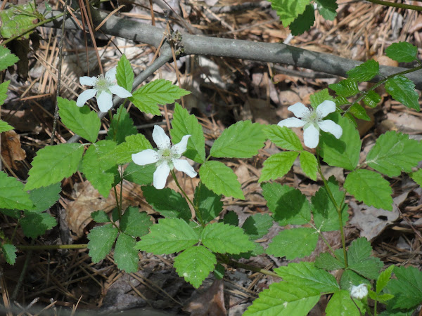 Common Dewberry | Project Noah
