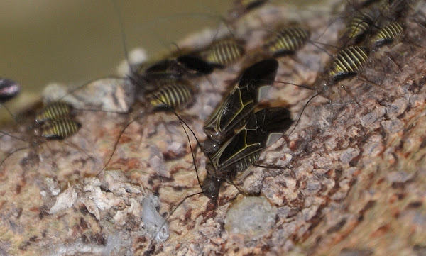 Bark Lice | Project Noah