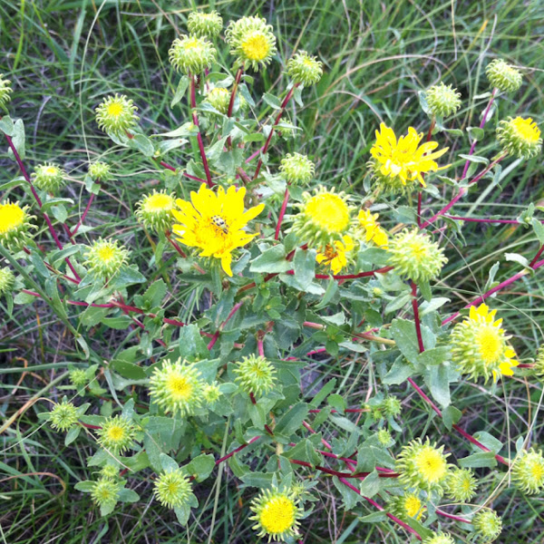 Gumweed | Project Noah