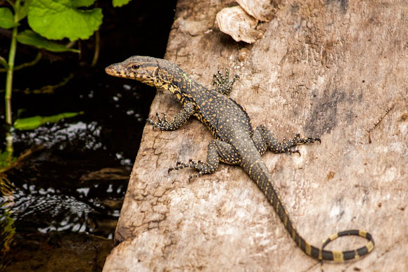 Southeast Asian Water Monitor | Project Noah