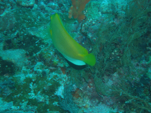 Flagfin Angelfish | Project Noah